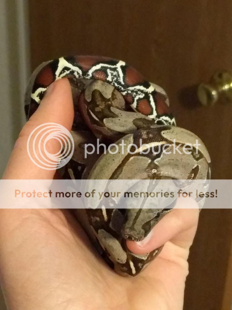 New Suriname BCC - Damballa - RedTailBoas Ultimate Reptile Community