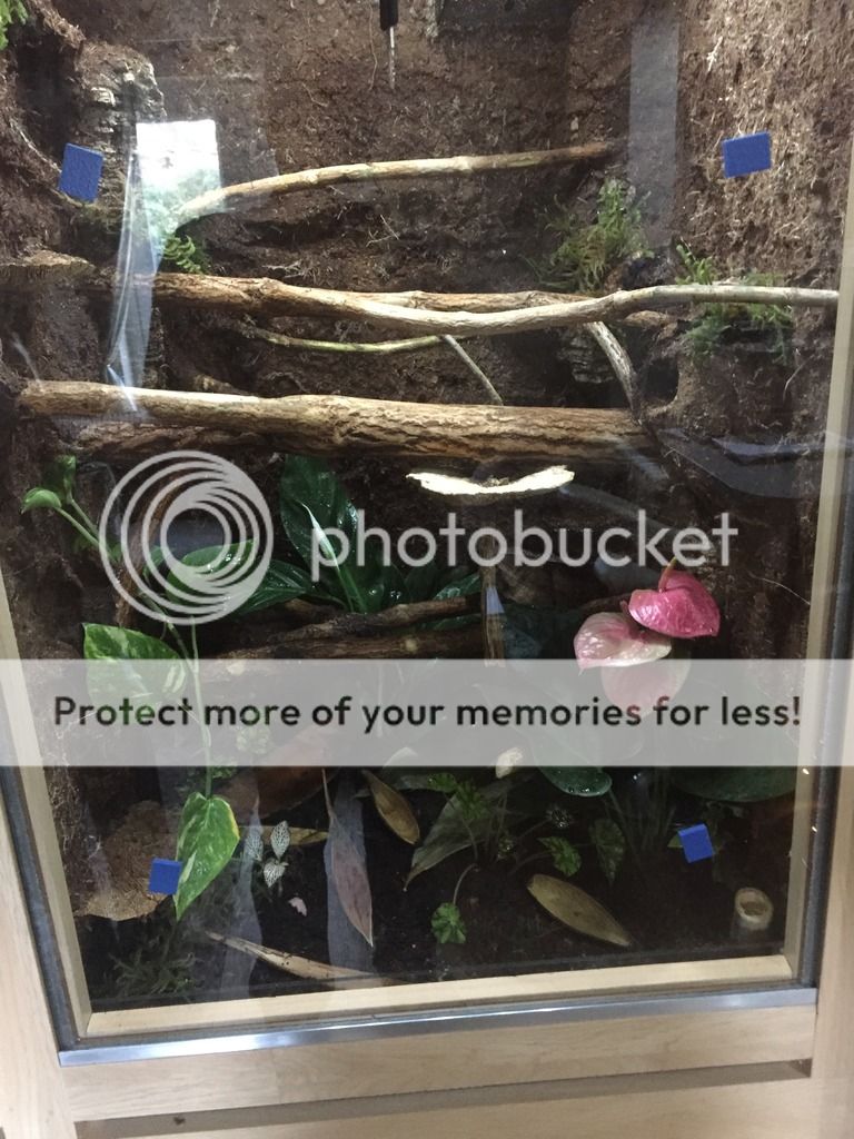 My snake set up | Reptile Forums
