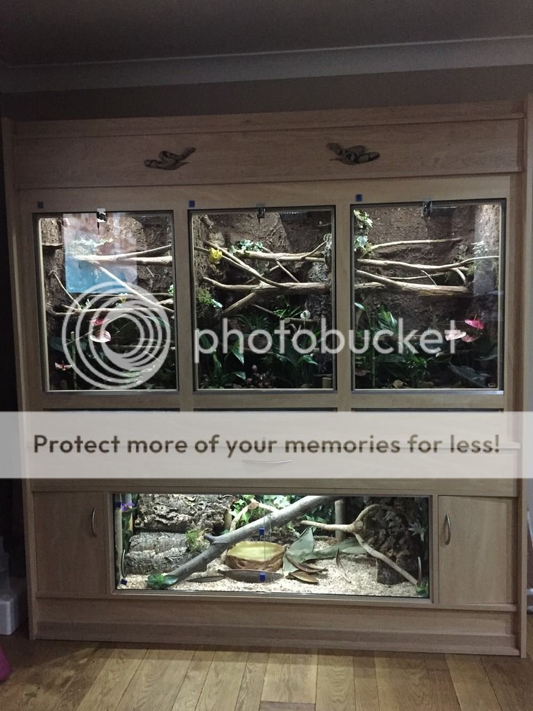 My snake set up | Reptile Forums