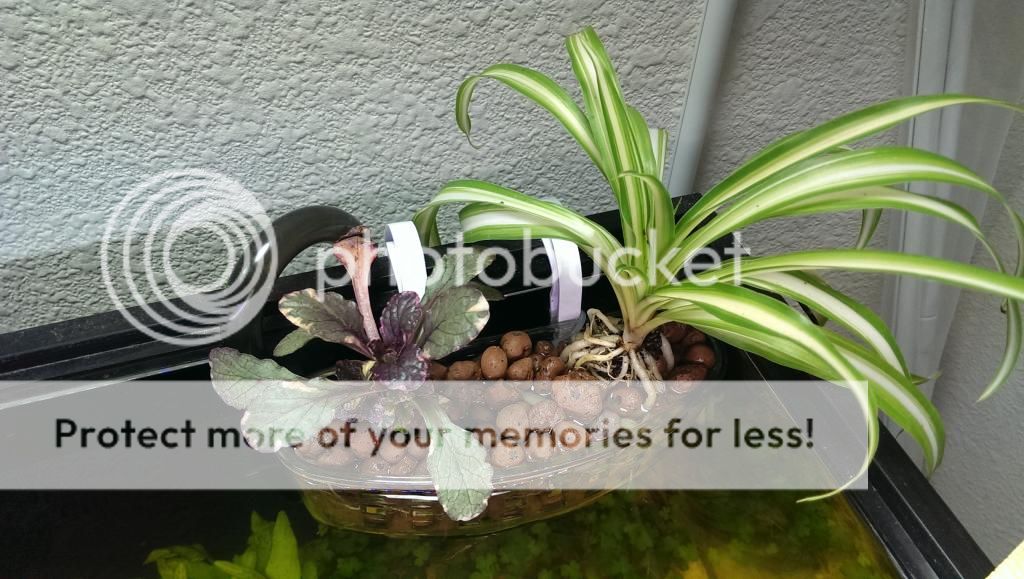 Riparium Dreaming, A 20 Long Story | The Planted Tank Forum