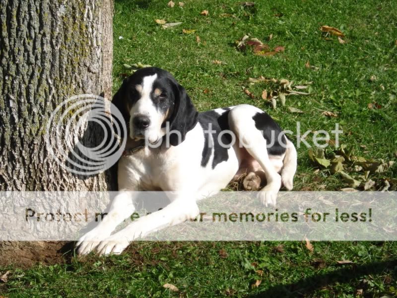 UKC Forums - ** GRNITECH Buckeye Wild Tilly x GRNITECH Wessel's Wild ...