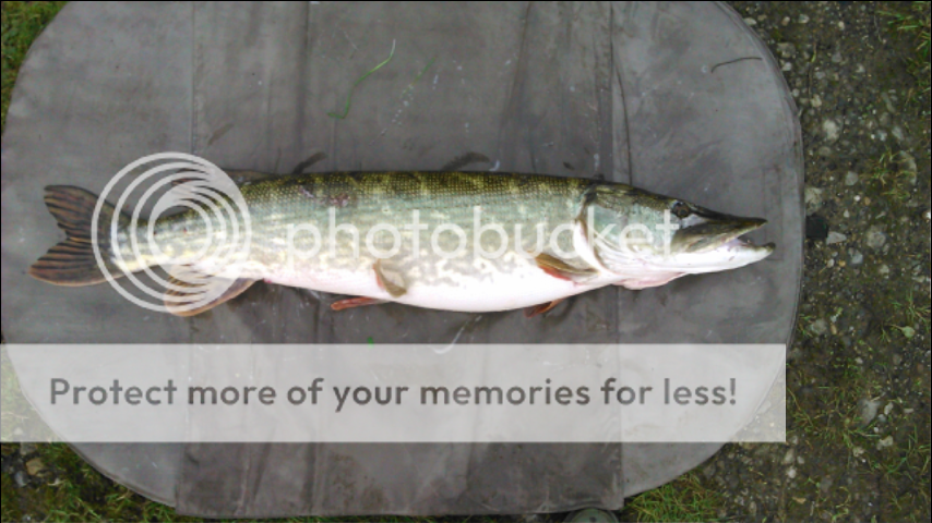 19 lb Pike with bite mark on its back. - The Pikers Pit