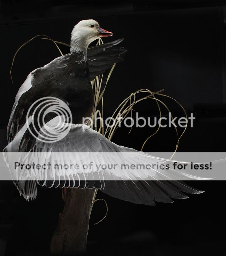 Taxidermy Giveaway from Whifflemaster Taxidermy & Guide Service ...